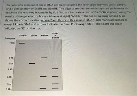 solved samples of a segment of linear dna are digested using