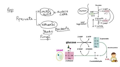 Solved Fermentation Provides A Cell With Way To Generate Continue So
