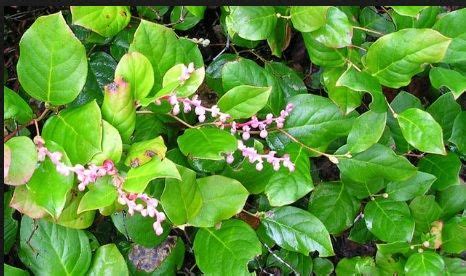 Salal Groundcover Goes With Vine Maple And Fatsia Japonica Salal