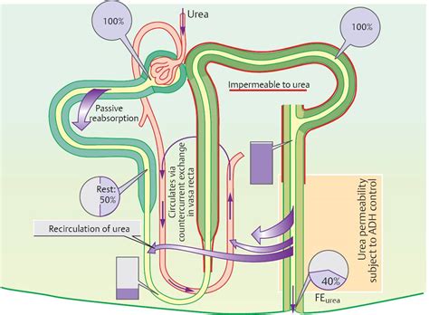 What Is A Urea System At Blake Hogben Blog
