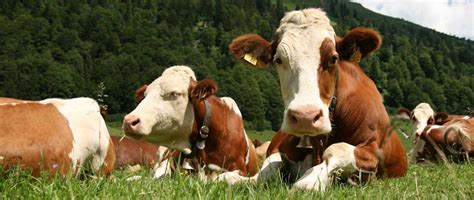 Bimectin United States