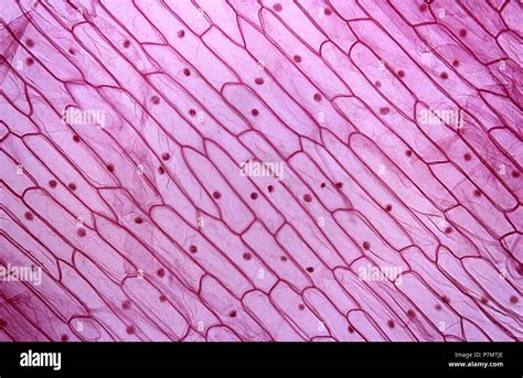 Cellule Di Epidermide Di Cipolla Giardino Allium Cepa Foto Stock Alamy