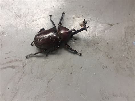 京都 夢咲き夢咲う カブトムシ