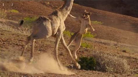 Foto Singa Ini Dapatkan Pengalaman Mengerikan Saat Berburu Jerapah