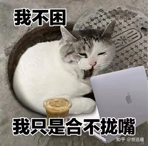 超有意思的发疯猫猫表情包上班族必备 知乎