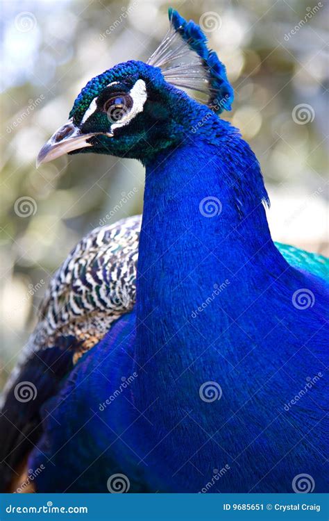 Indian Peacock Featherspeacock Tailbirds Tailclose Up View Of