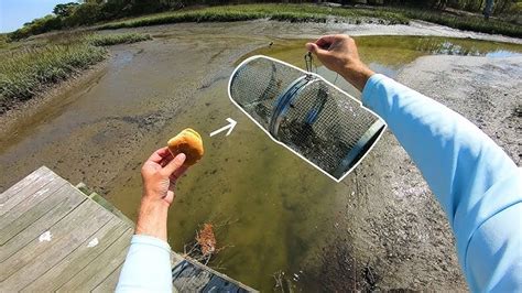 Catching Minnows In A Trap