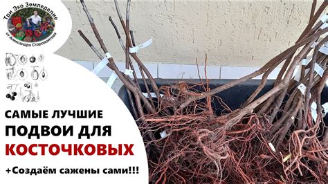 Самые лучшие подвои для КОСТОЧКОВЫХ. Создаем саженцы сами #ТриЭкоСад ...