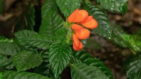 This Flower Had Become Extinct 40 Years Ago Scientists Discovered Again