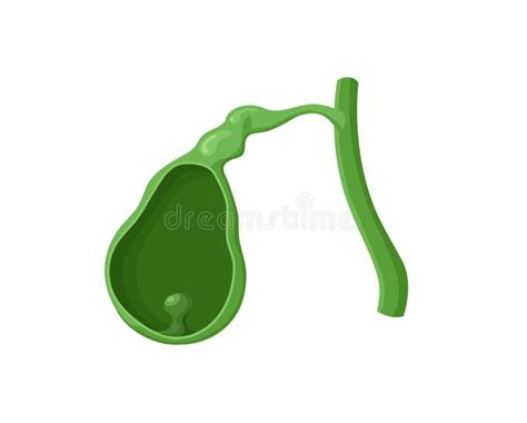 Gallbladder Benign Stock Illustrations 7 Gallbladder Benign Stock Illustrations Vectors