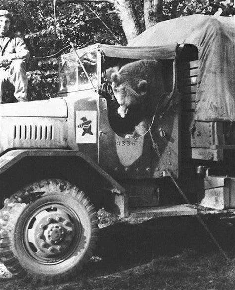The Incredible Story Of Wojtek The Soldier Bear