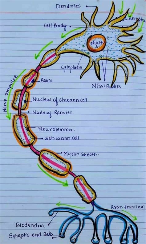 Structure Of Neuron Explained Diagram Function Guide