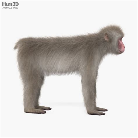 japanese macaque 3d model download mammals on