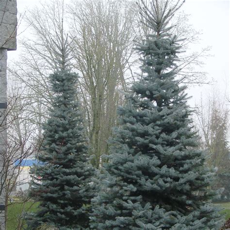 Spruce Bizon Blue Lurvey Landscape Supply