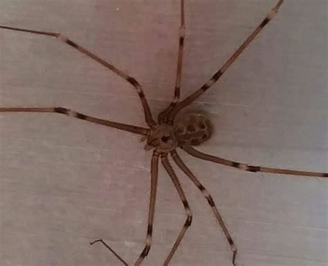 Cellar Spider Daddy Long Legs Oval Body Ratemyisse