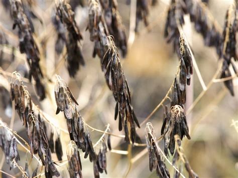 Growing Woad From Seed Learn When To Sow Woad Seeds In The Garden