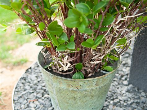 Evergreen Shrub Artificial 120cm Europalms