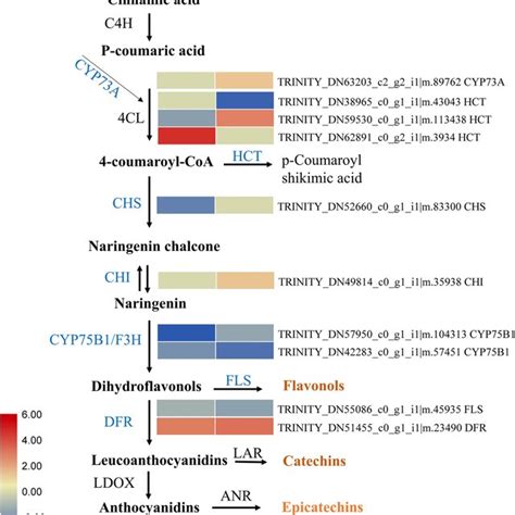 Overview Of Carotenoids Biosynthesis Pathway And Involvement Of