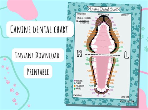 Dog Canine Dental Chart Full Size Printable Free Printables