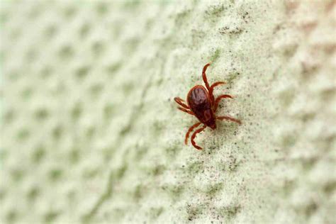 Scabies Chiggers Symptoms And How To Identify Each 54 Off