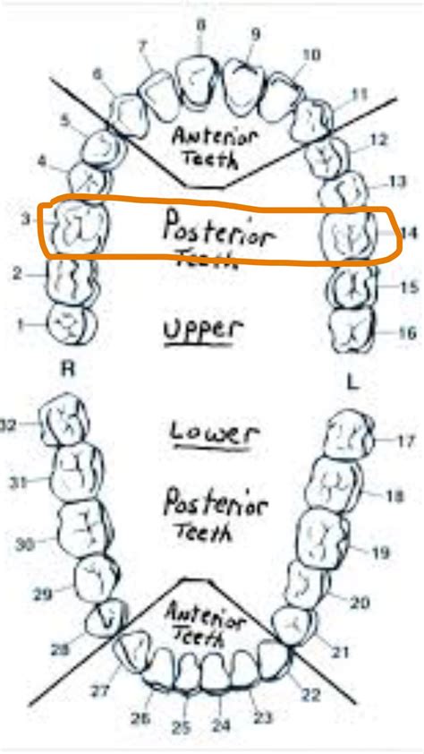 Got Two Root Canals Didnt Get Crowns Raskdentists