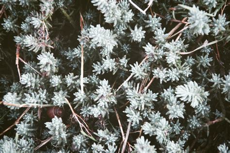 Free Images Tree Branch Snow Winter Flower Frost Ice Weather