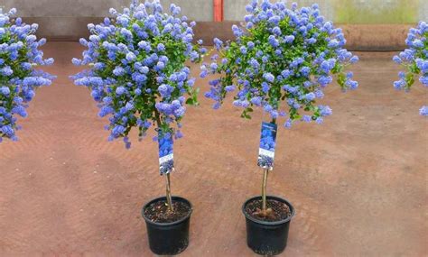 Two Standard Ceanothus Trees Groupon Goods