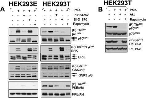 Differential Regulation Of Mtorc1 Signaling In Hek293e And Hek293t