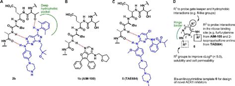 Figure 1 From Development Of Novel Ack1tnk2 Inhibitors Using A
