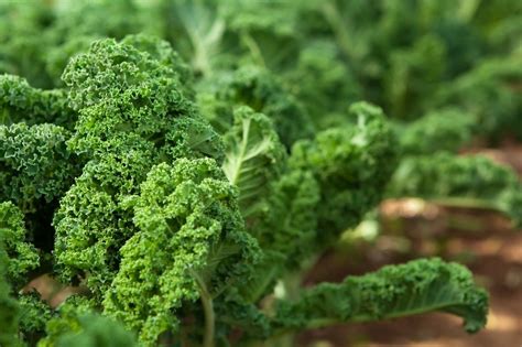 11 Impressive Health Benefits Of Parsnips Natural Food Series