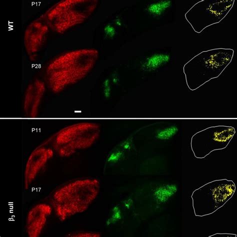 Estimates Of Retinal Convergence In Wt And ␤ 3 Null Dlgn Cells A