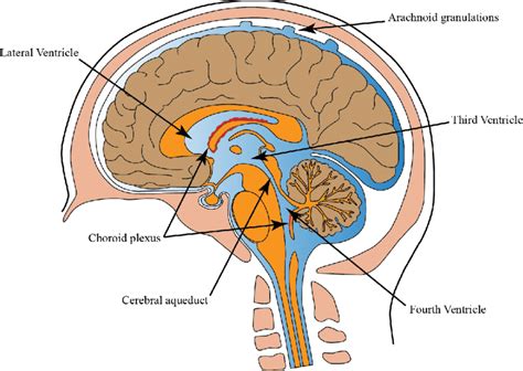 Ventricular System 5 New Implantable Cardiovascular Technologies To