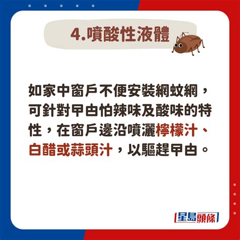 曱甴品種｜解構香港3大常見蟑螂德國美洲棕帶 11招消滅「小強」方式 1個地方最易藏蟲卵 星島日報