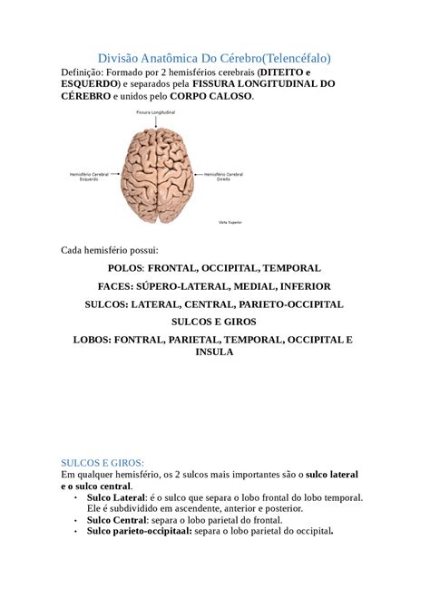 Divisão Anatômica Do Cérebro Telencéfalo Anatomia Cerebelar Do