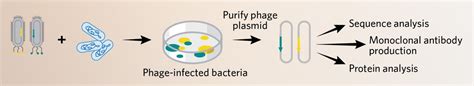 Infographic Phage Display Allows Rapid Screening Of Millions Of