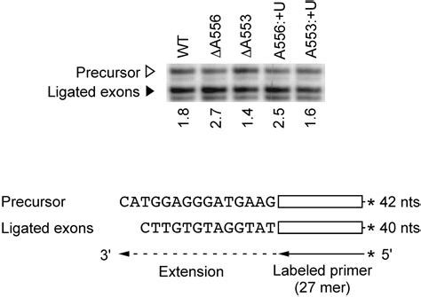 High Affinity Binding Site For A Group Ii Intron Encoded Reverse Transcriptase Maturase Within A
