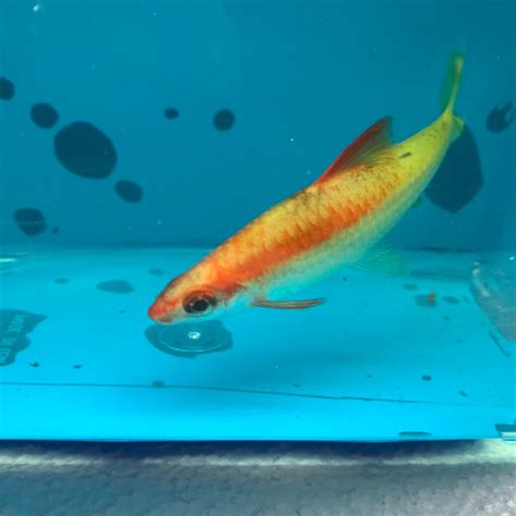 Golden Roseline Shark For Sale Exotic Fish Shop 774 400 4598