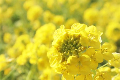 菜の花2 フリーイラストjp