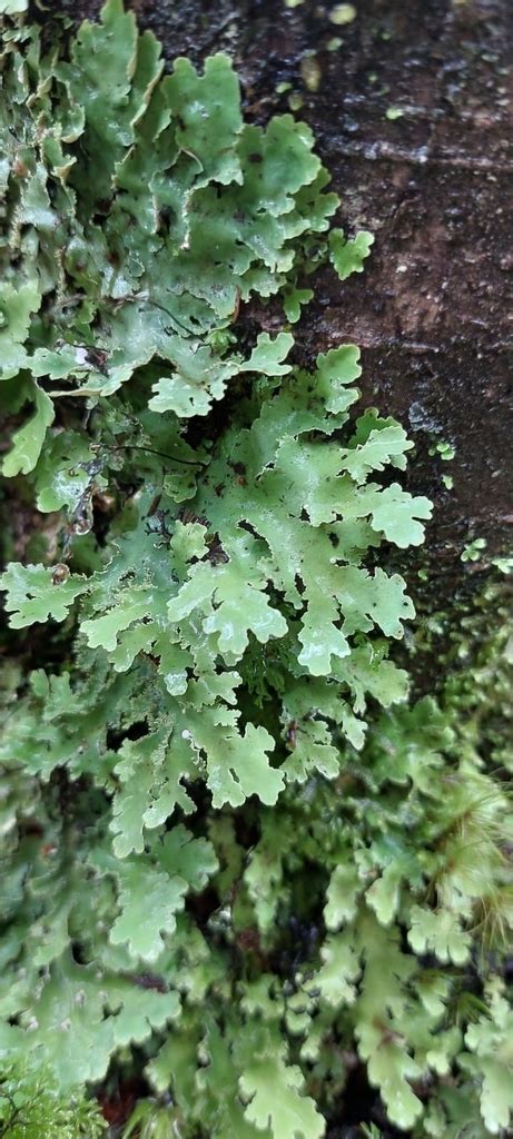Pseudocyphellaria Glabra From 3079 New Zealand On January 29 2023 By Nikki T · Inaturalist