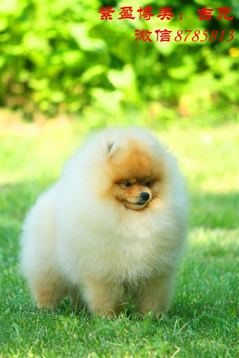 美系博美犬图片高清 美系博美犬图片 英系博美和美系博美 大山谷图库