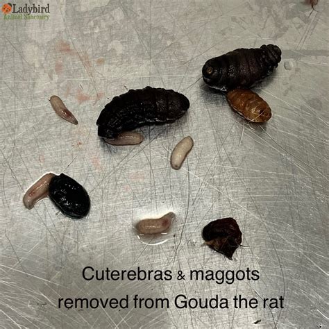 Cuterebra