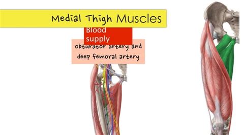 Muscles Of The Hip And Thigh Anatomy Kenhub