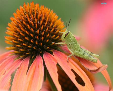 American Bird Hopper Nymph