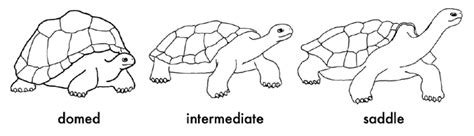 Emily Grace Galápagos Tortoise Evolution