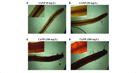H 2 O 2 Detection In C Sativus Root Tip By Dab Stain A Control