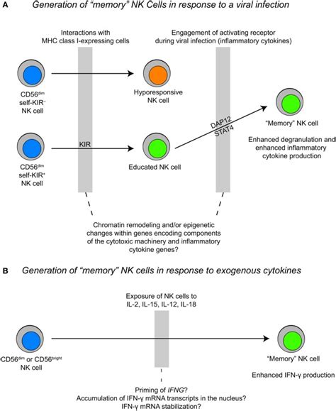 Proposed Models For The Generation Of “memory” Nk Cells During A Viral