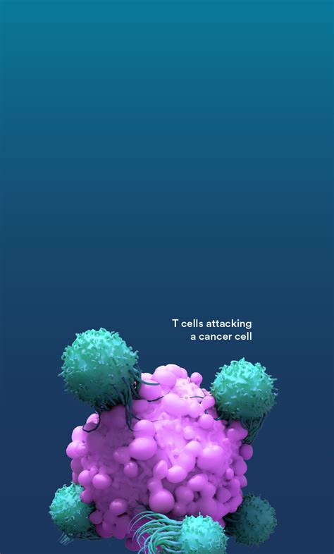 After Chemotherapy Immune System Recovery May Be Slower Than Believed Fred Hutchinson Cancer