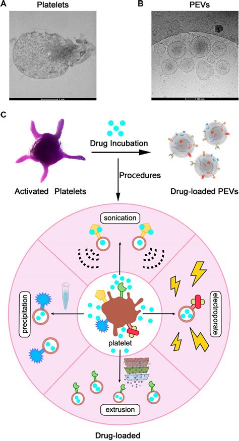 Platelet Delivery System At Donna Bull Blog