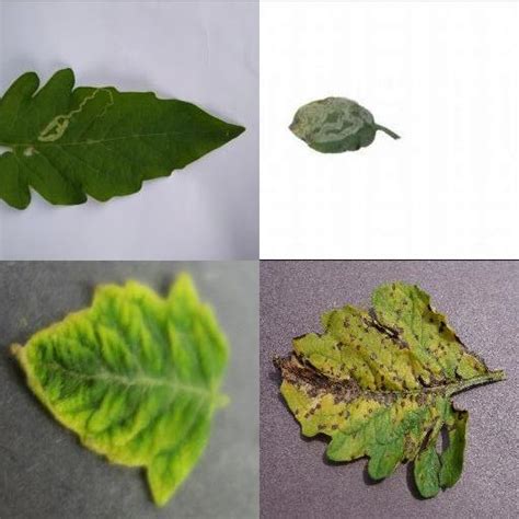 Tomato Leaf Diseases Detection Classification Model By Abdullah