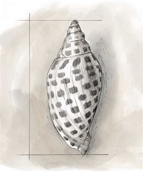 Shell Schematic Iv Poster Print Megan Meagher Posterazzi